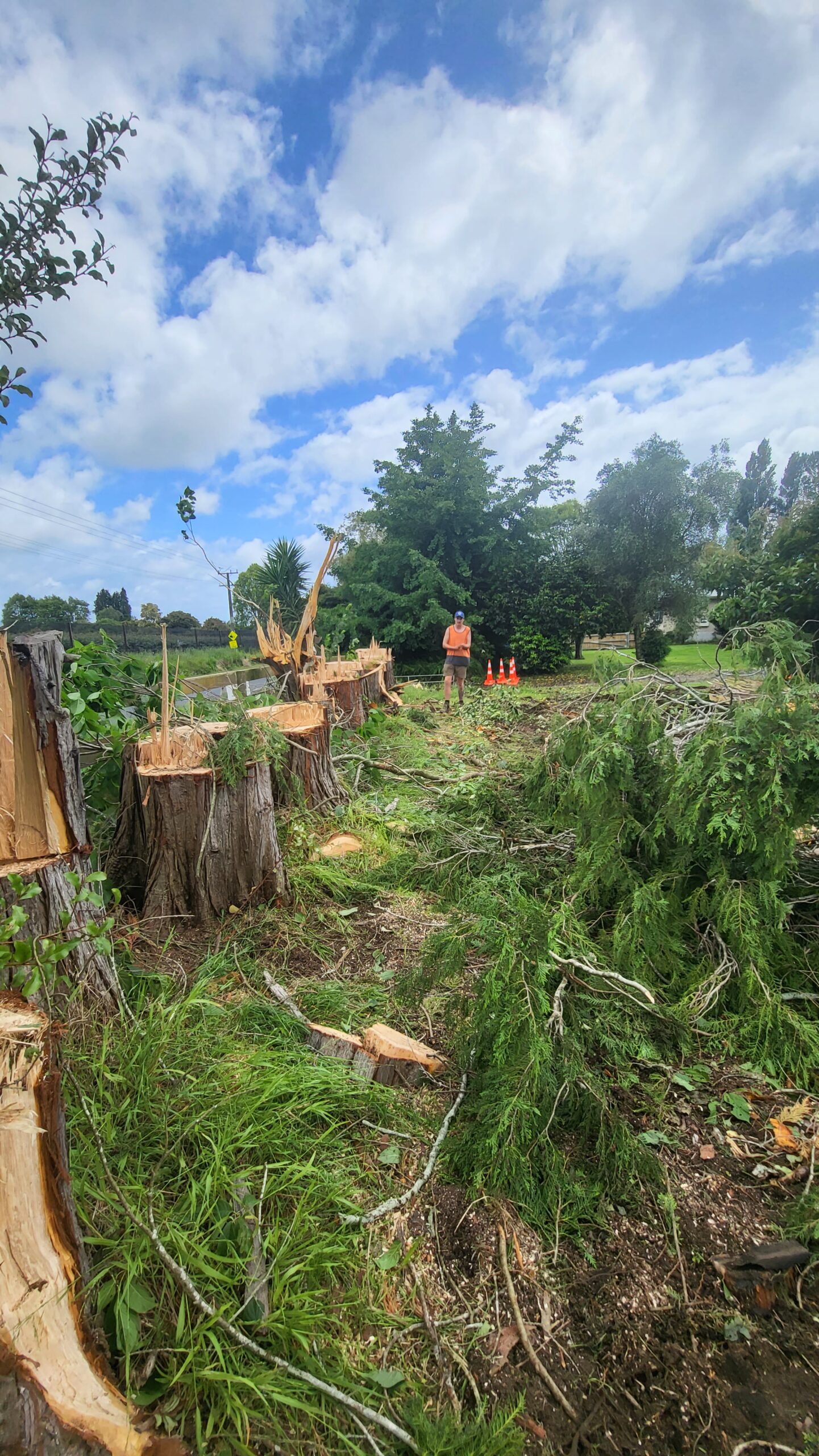 Gallery of recent tree work | Tree Removal BOP
