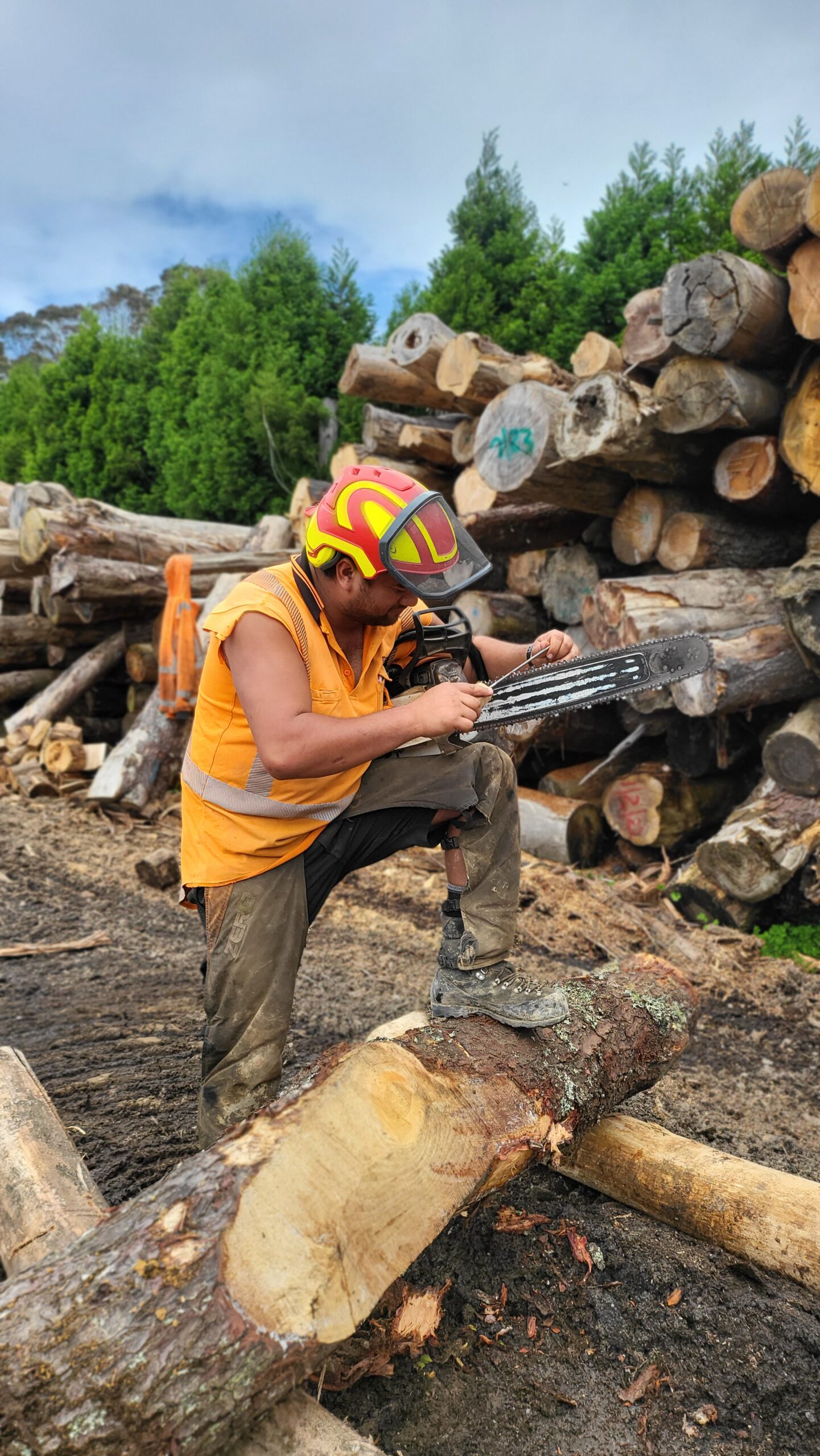 Gallery of recent tree work | Tree Removal BOP